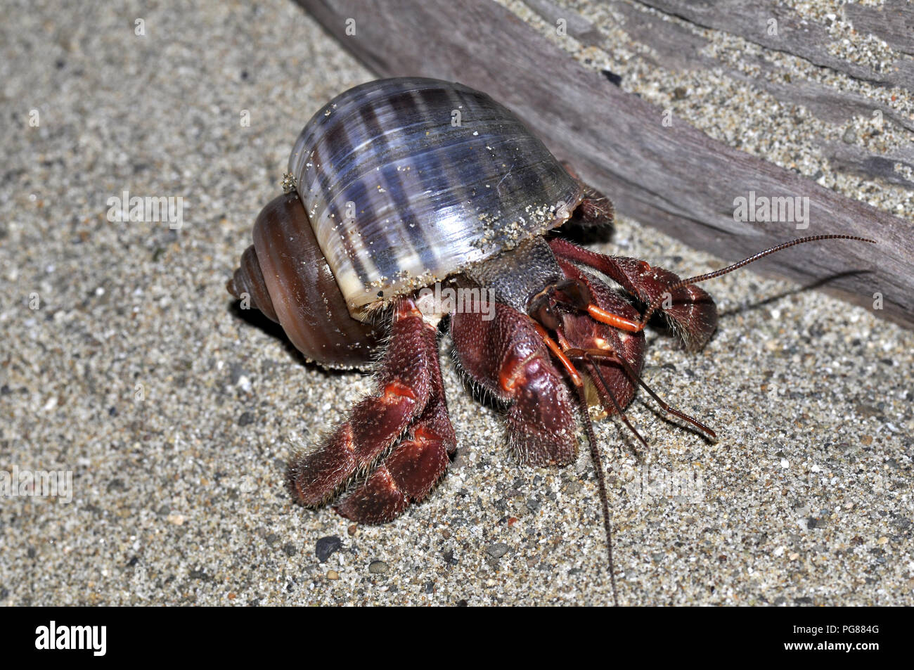 Coenobita rugosus -Fotos und -Bildmaterial in hoher Auflösung – Alamy