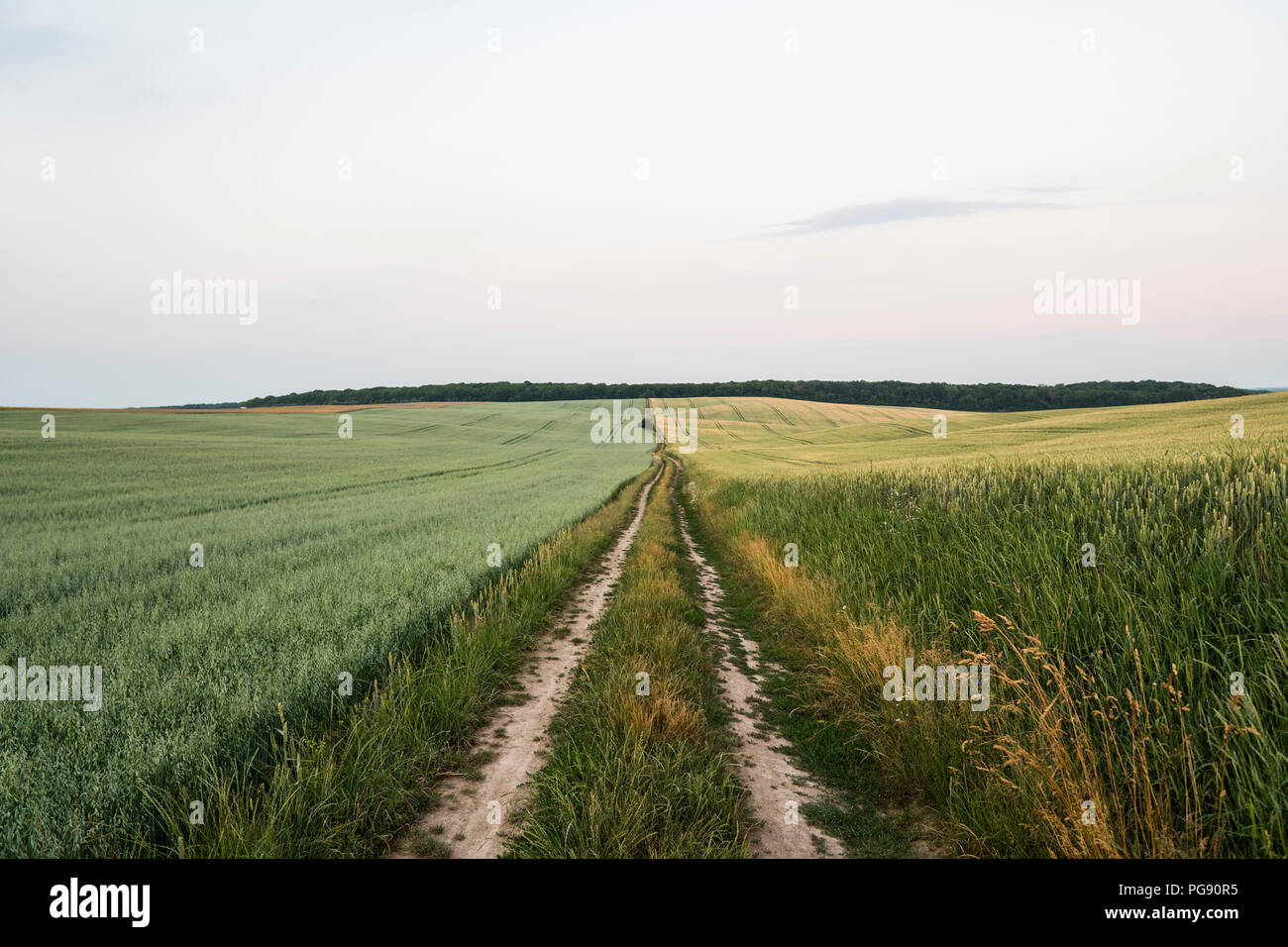 Reife haferernte -Fotos und -Bildmaterial in hoher Auflösung – Alamy