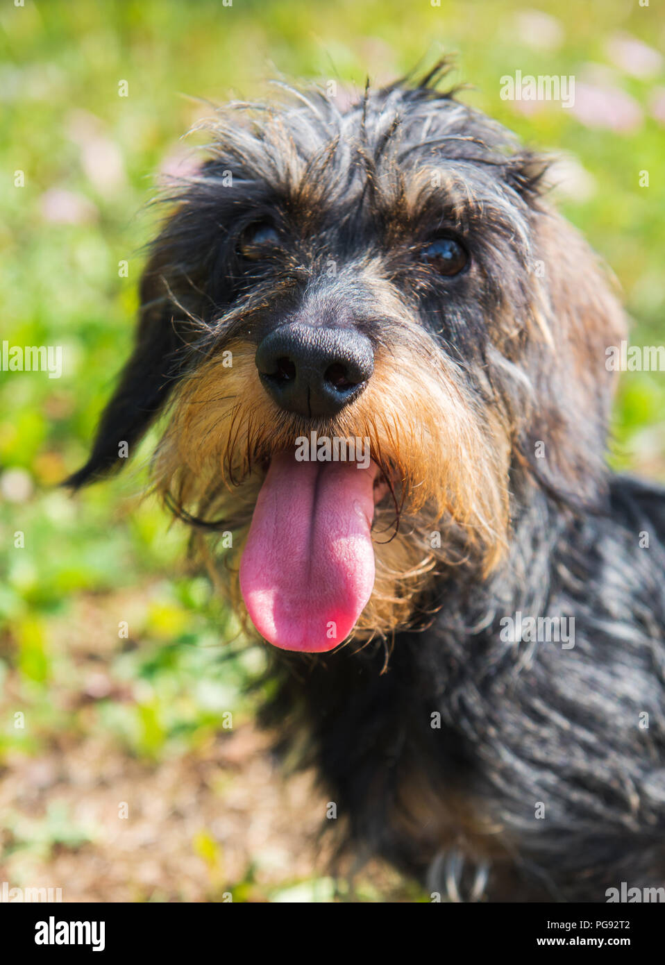 Lustige dackel Hund auf einem Spaziergang im Park. Portrait Nahaufnahme ... Lustige dackel Hund auf einem Spaziergang im Park. Portrait Nahaufnahme ...