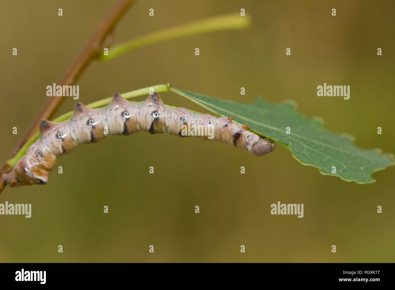 Prominente mottenlarven Schlucken Stockfotografie - Alamy