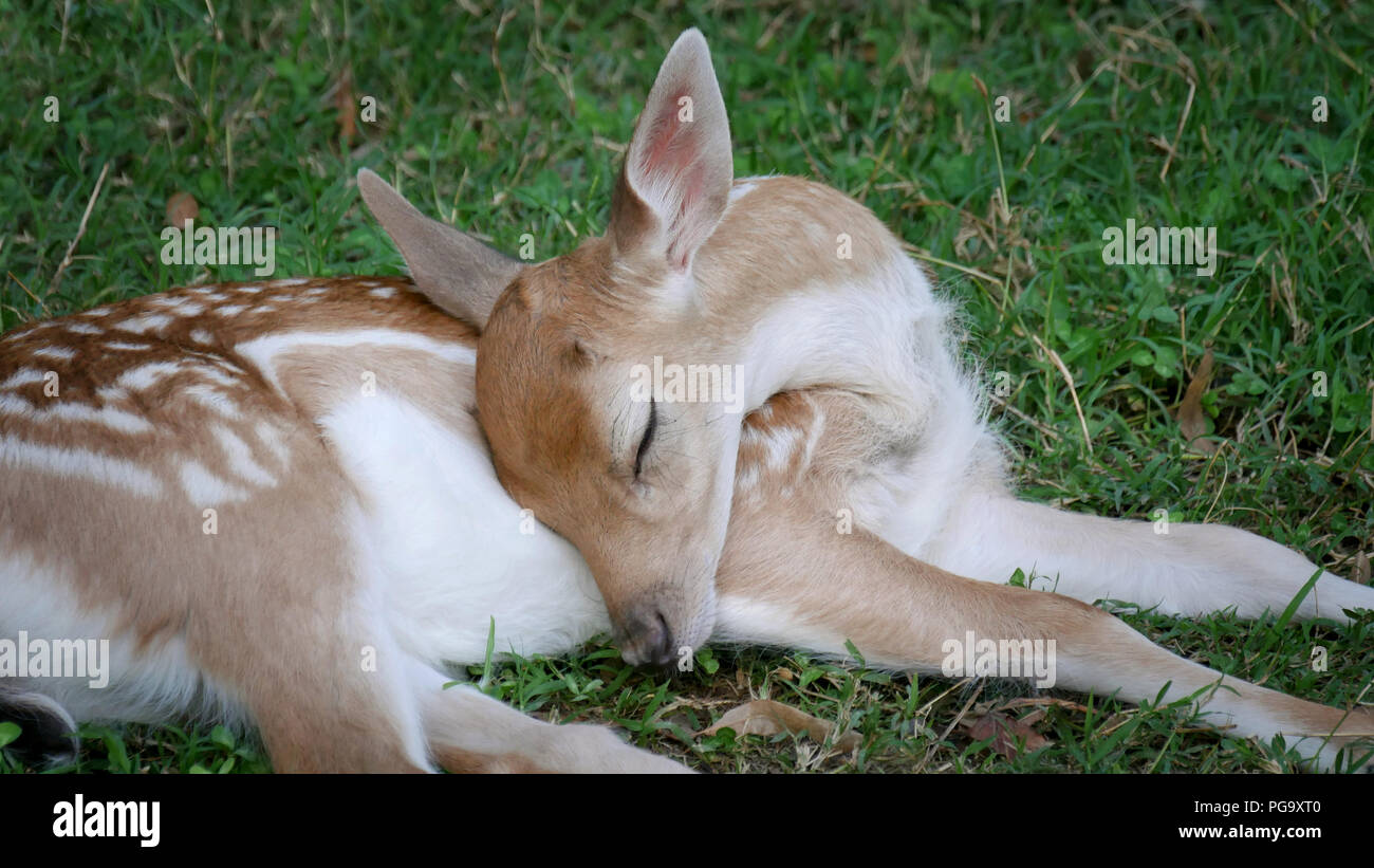 Schlafende rehe Stockfotos und -bilder Kaufen - Alamy