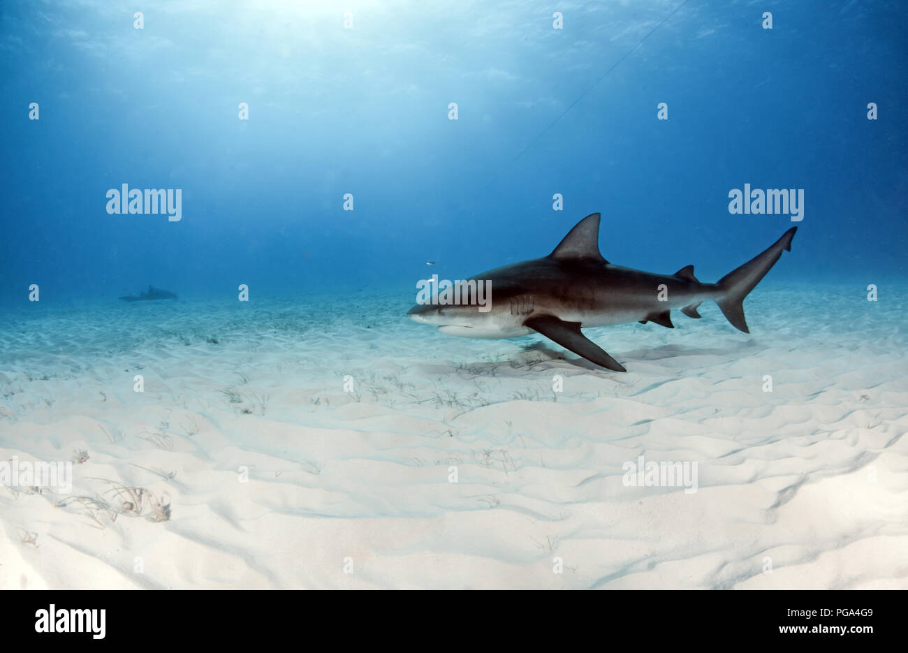 Bull shark bahamas -Fotos und -Bildmaterial in hoher Auflösung – Alamy