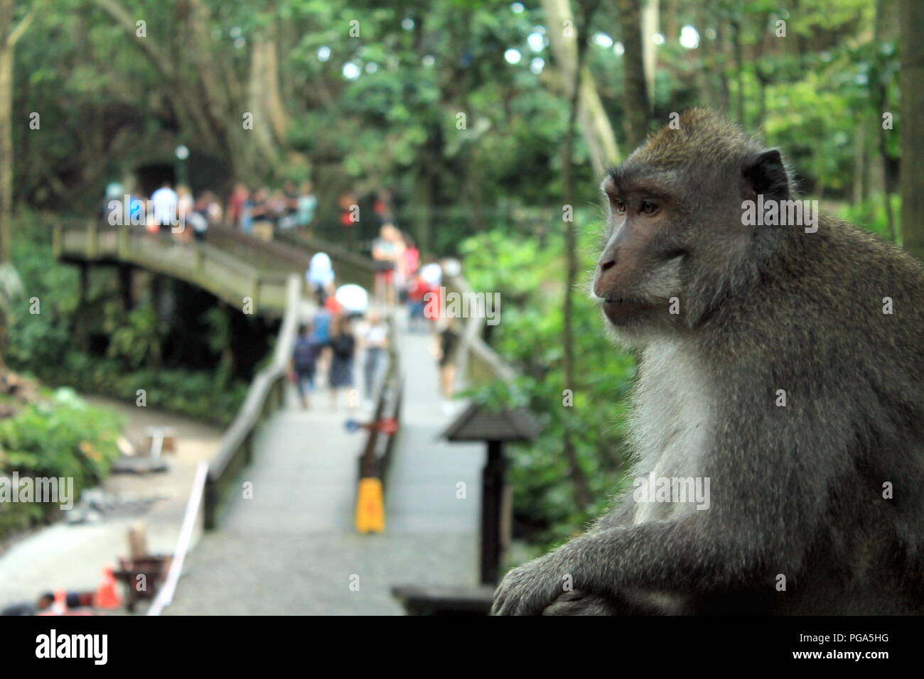 Intelligenter affe -Fotos und -Bildmaterial in hoher Auflösung – Alamy
