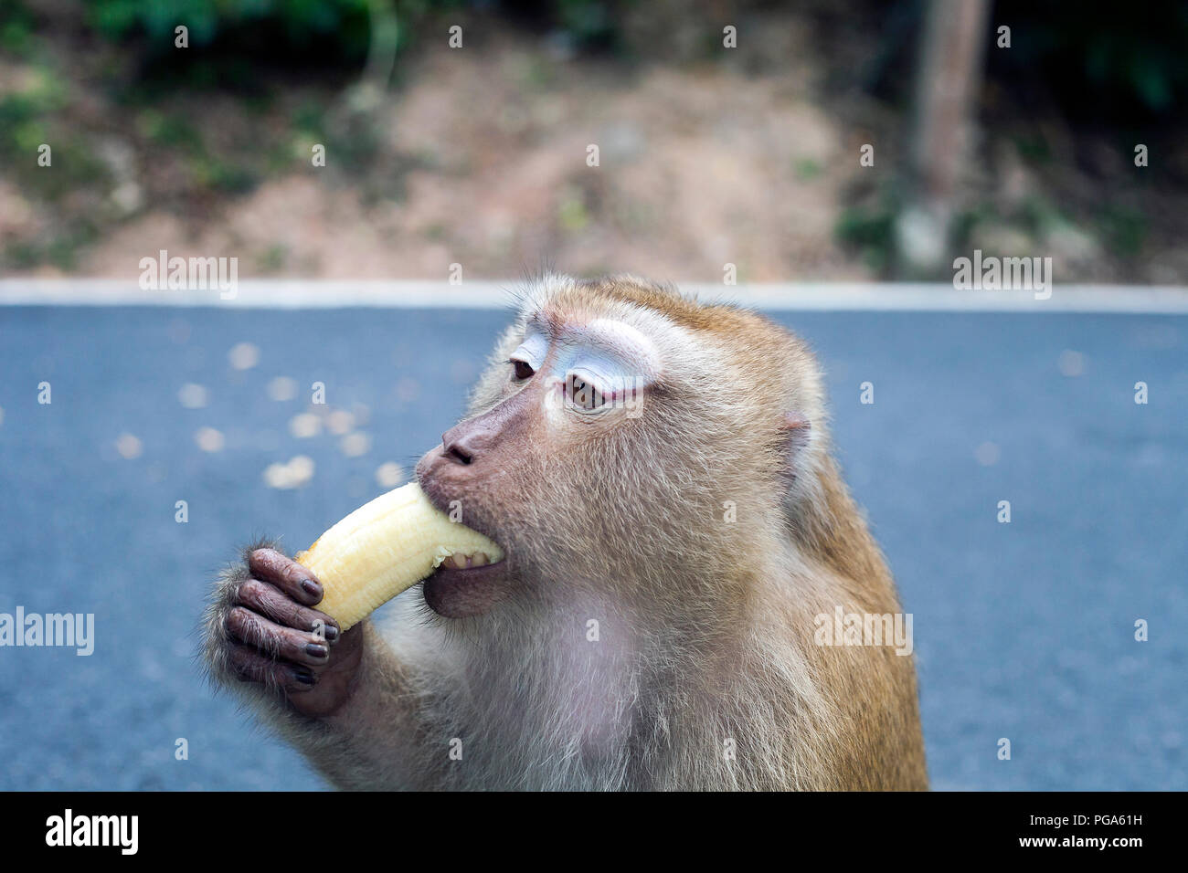Affe Banane zu essen. Portrait, Macaca fascicularis Makaken, Long ...