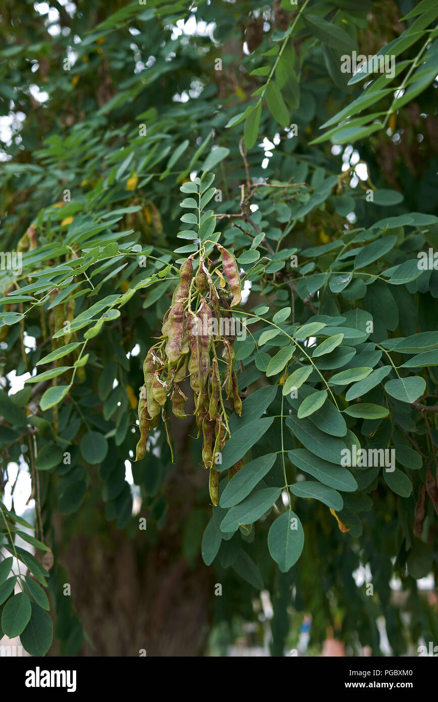 Robinie baum -Fotos und -Bildmaterial in hoher Auflösung - Seite 8 - Alamy