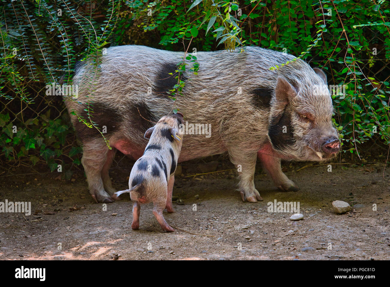 Buntes Schwein Stockfotos und -bilder Kaufen - Alamy