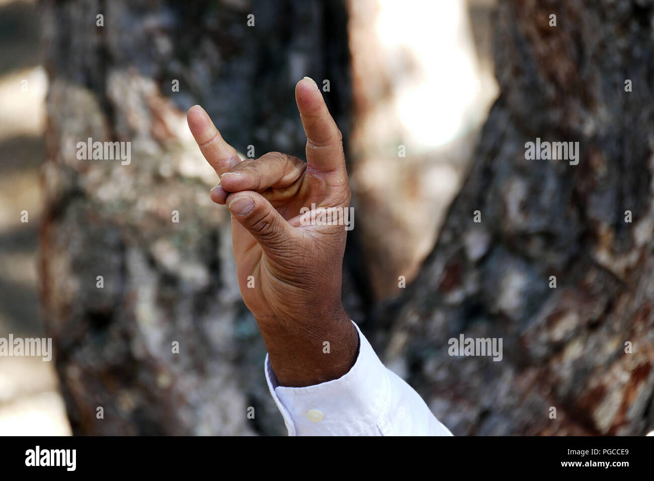 Wolf Predator Black Silhouette Animal Stockfotos und -bilder Kaufen - Alamy