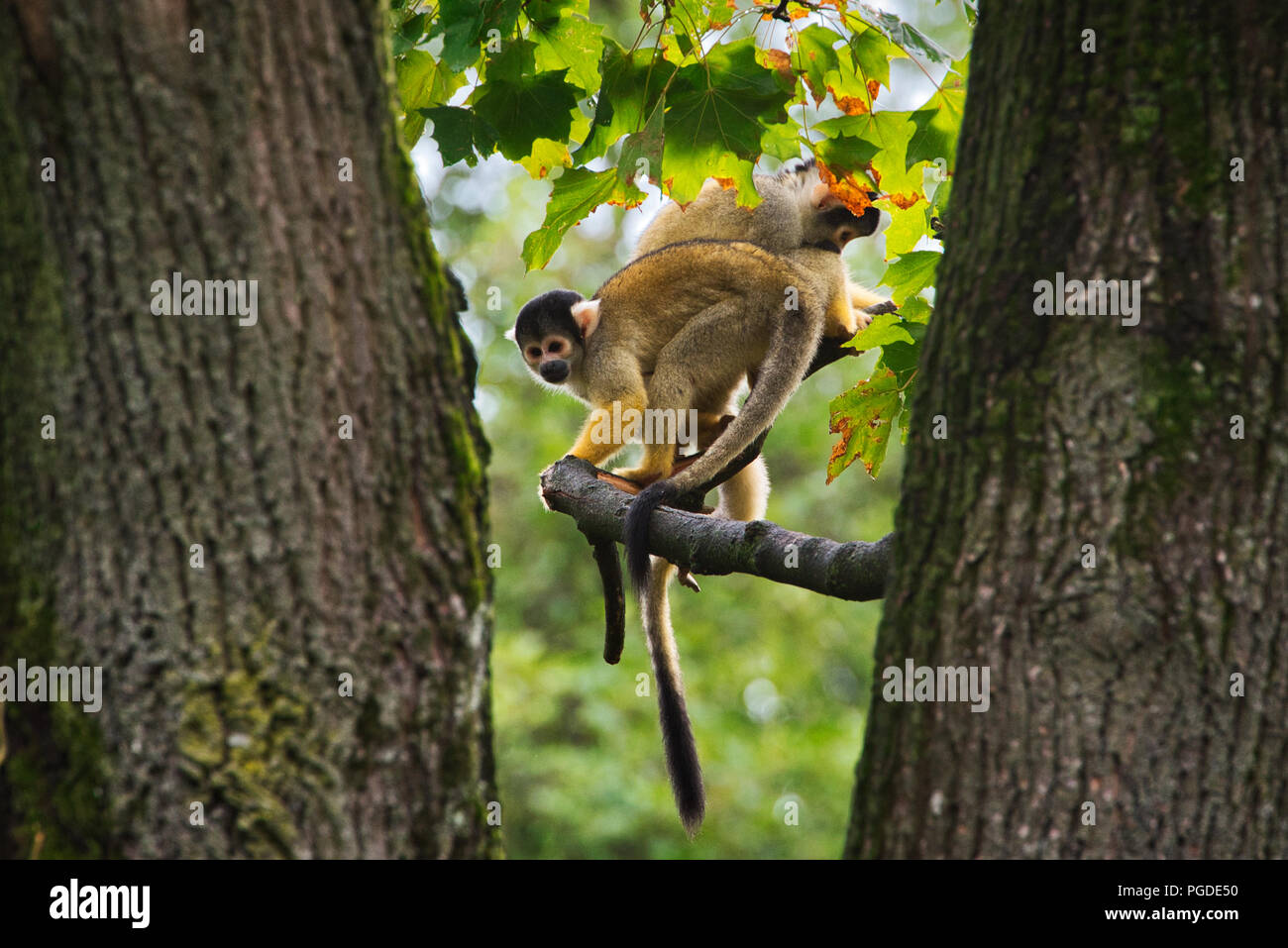 Regnerischer tag des affen -Fotos und -Bildmaterial in hoher Auflösung ...