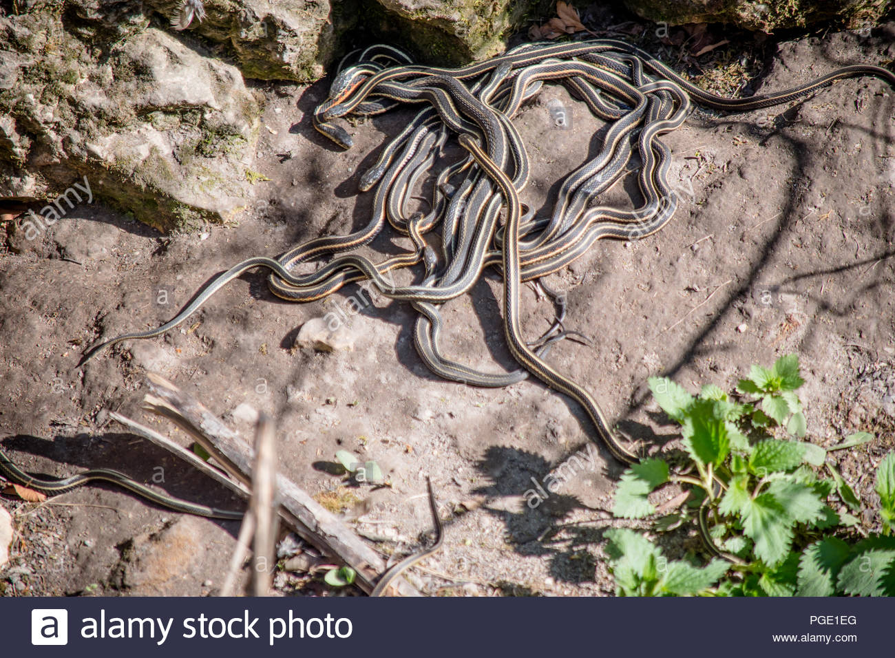 Schlangen Paarung Stockfotos & Schlangen Paarung Bilder - Alamy