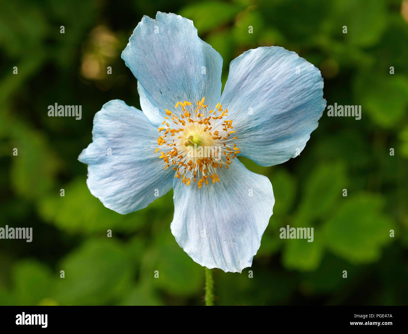 Blauer mohn baileyi -Fotos und -Bildmaterial in hoher Auflösung – Alamy