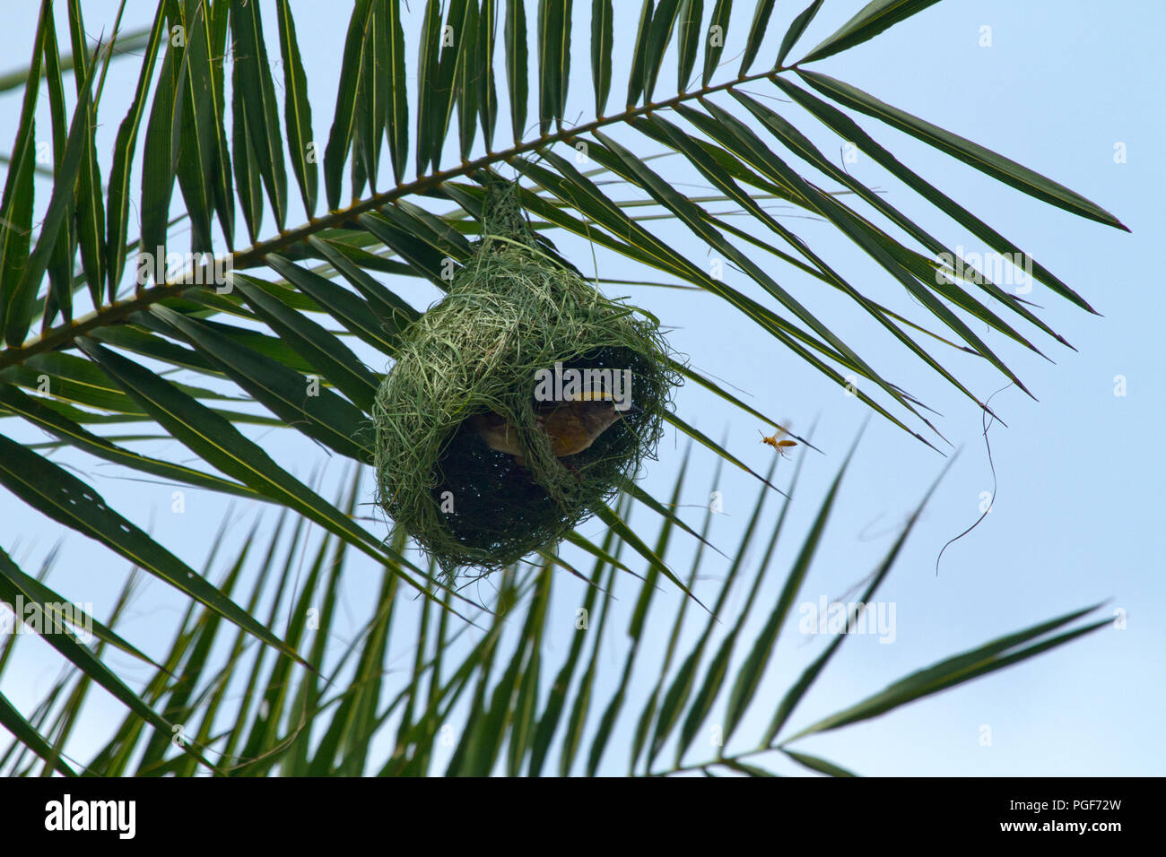 Philippus nester -Fotos und -Bildmaterial in hoher Auflösung – Alamy