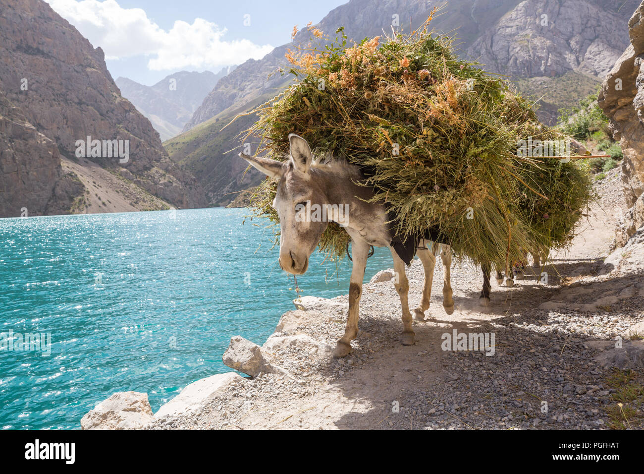 Esel pamir berge -Fotos und -Bildmaterial in hoher Auflösung – Alamy