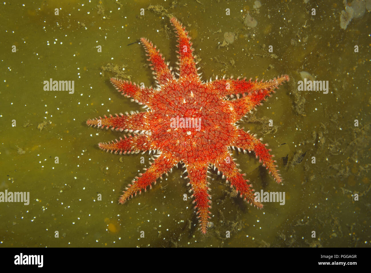 Gemeiner sonnenstern crossaster papposus -Fotos und -Bildmaterial in ...