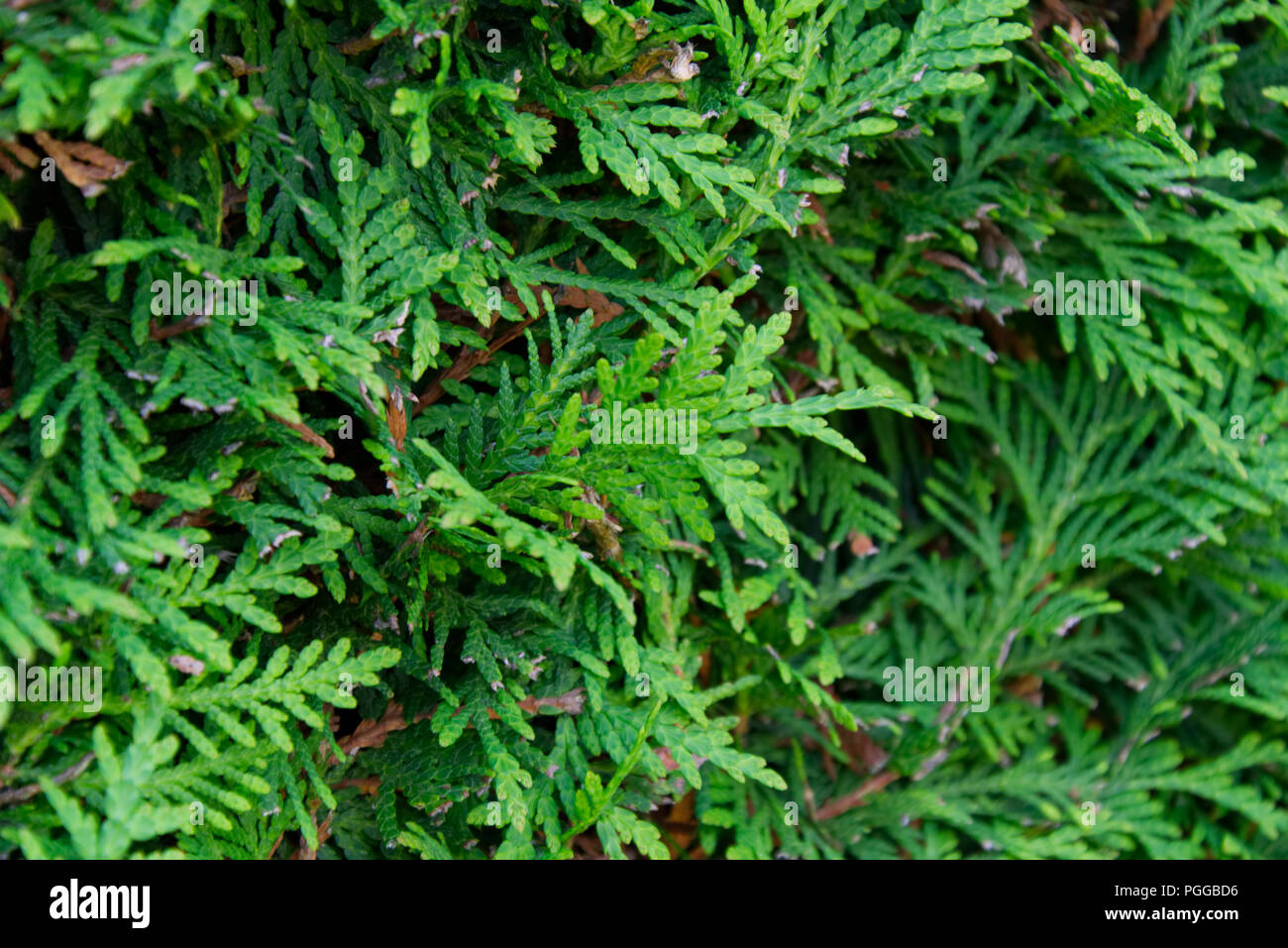 Thuja Hecke Stockfotos und -bilder Kaufen - Alamy