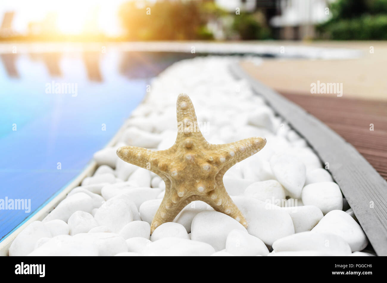 Roter seestern sommerferienstrand -Fotos und -Bildmaterial in hoher ...