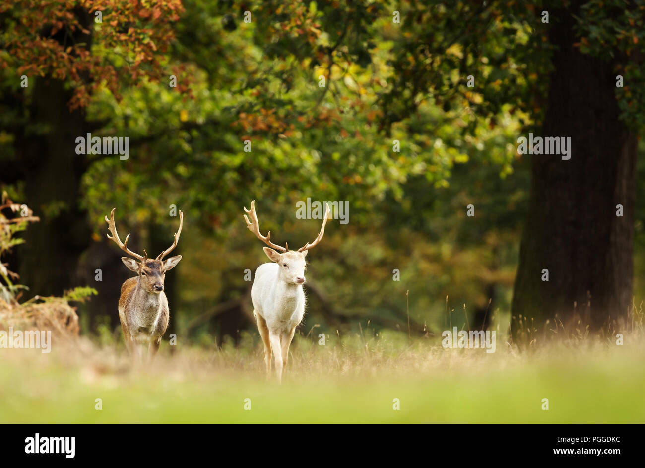 Dama Dama Stockfotos und -bilder Kaufen - Alamy