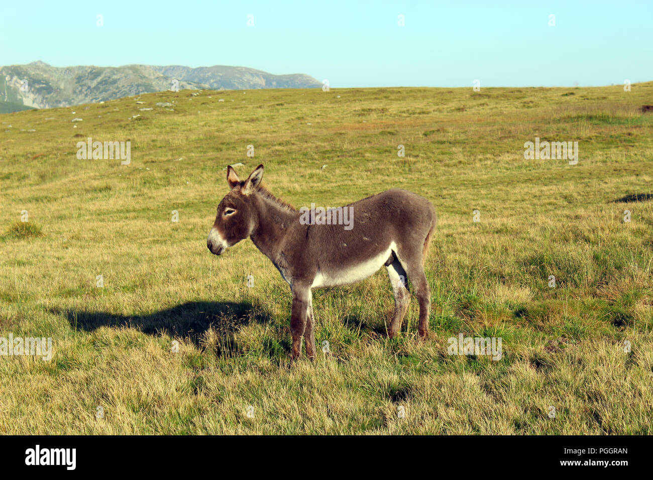 Donkey Funny Comical Stockfotos und -bilder Kaufen - Alamy