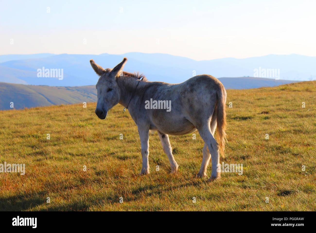 Donkey Funny Comical Stockfotos und -bilder Kaufen - Alamy