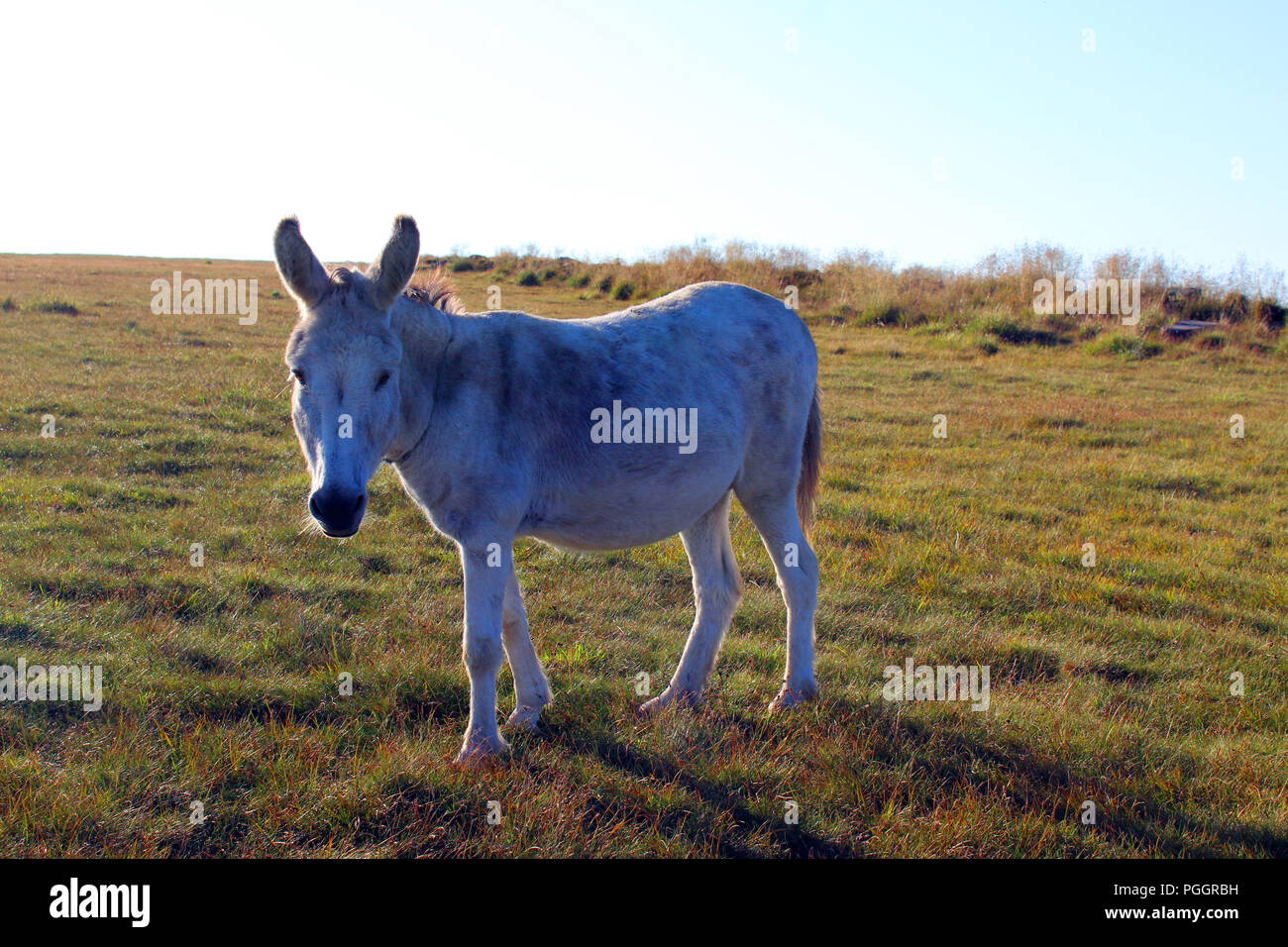 Komischer esel -Fotos und -Bildmaterial in hoher Auflösung – Alamy