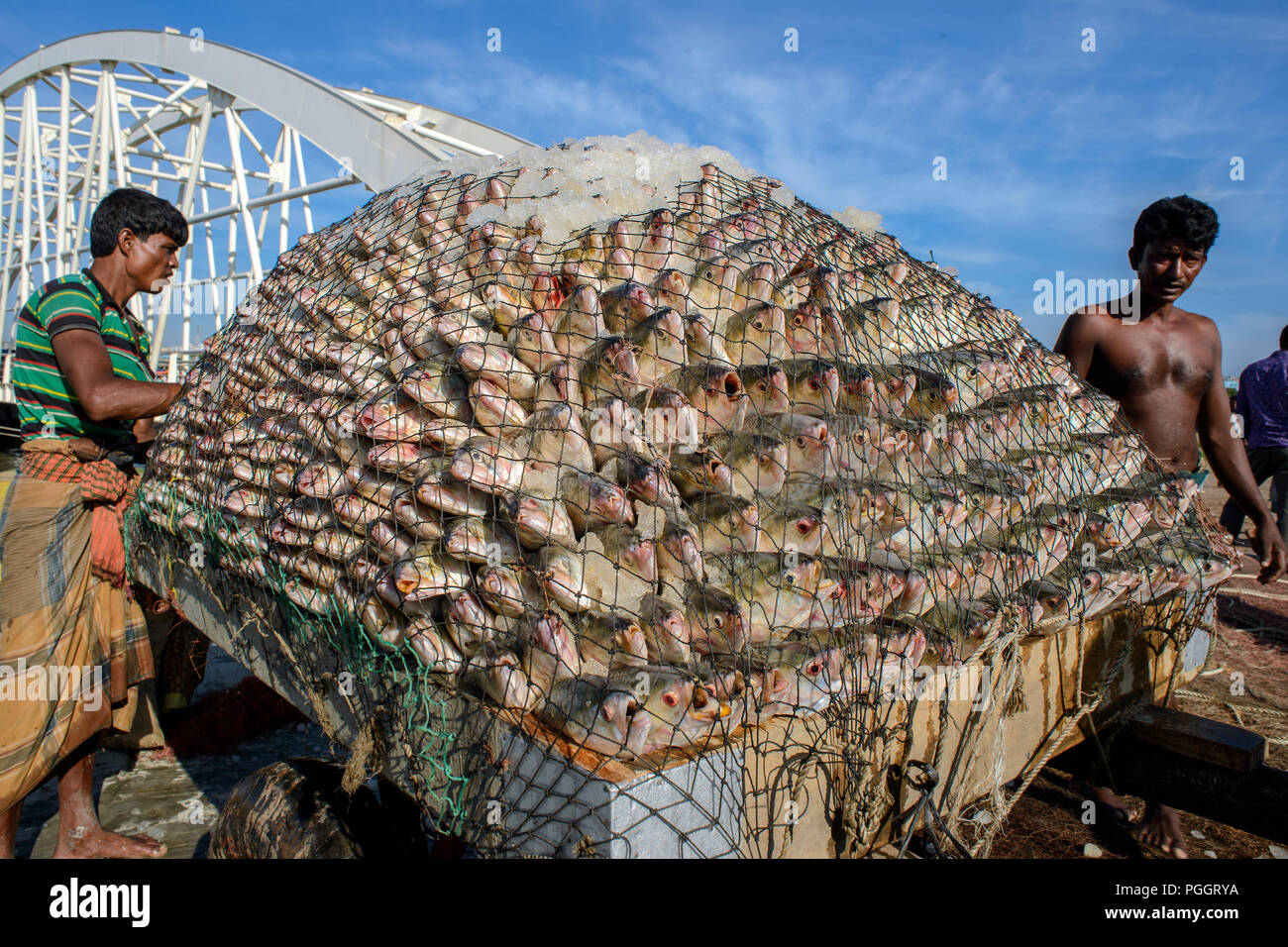 Hilisha fisch -Fotos und -Bildmaterial in hoher Auflösung – Alamy