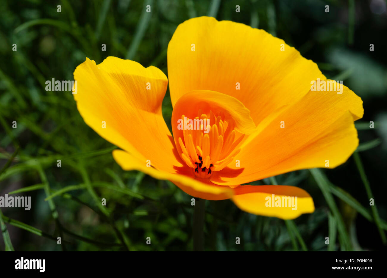 Kim wilde garden -Fotos und -Bildmaterial in hoher Auflösung – Alamy