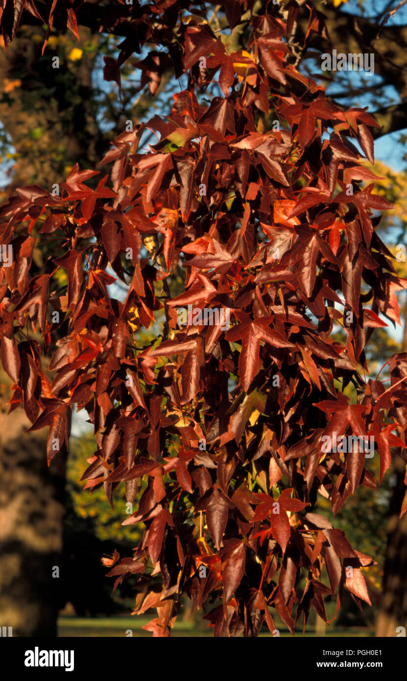 Gum tree herbst -Fotos und -Bildmaterial in hoher Auflösung – Alamy