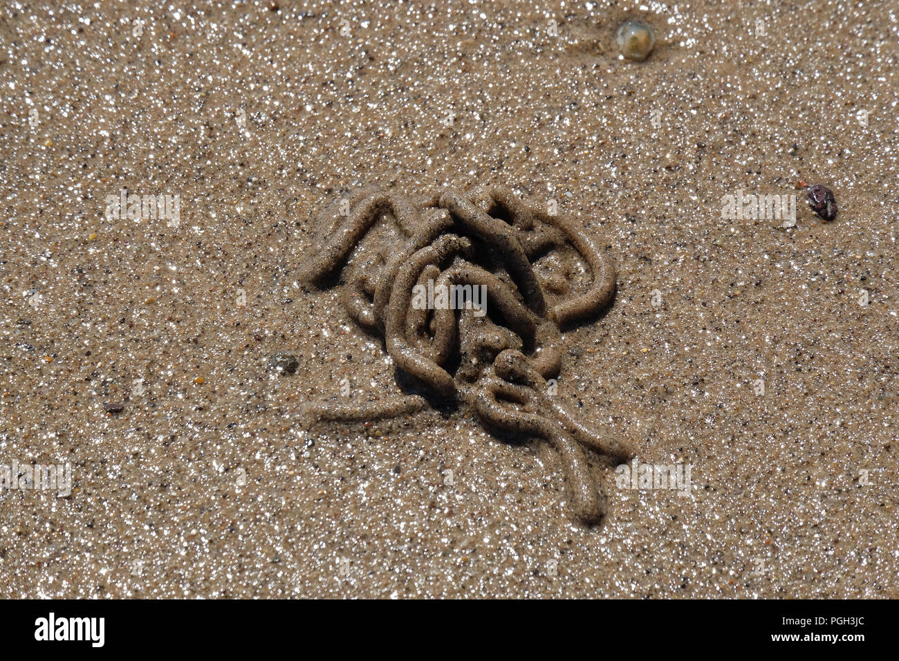 Wattwurm strand -Fotos und -Bildmaterial in hoher Auflösung – Alamy