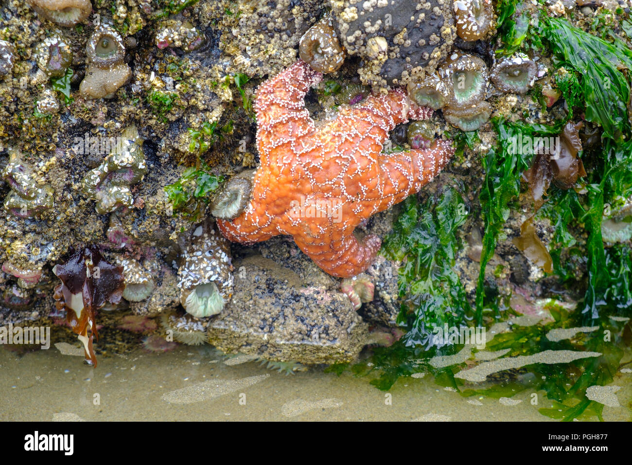 Seesterne im pool -Fotos und -Bildmaterial in hoher Auflösung – Alamy