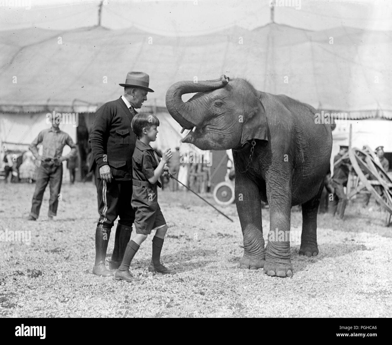 Elefanten im Zirkus, Teddy Roosevelt, 3d, im Circus, Zirkus Elefant ...