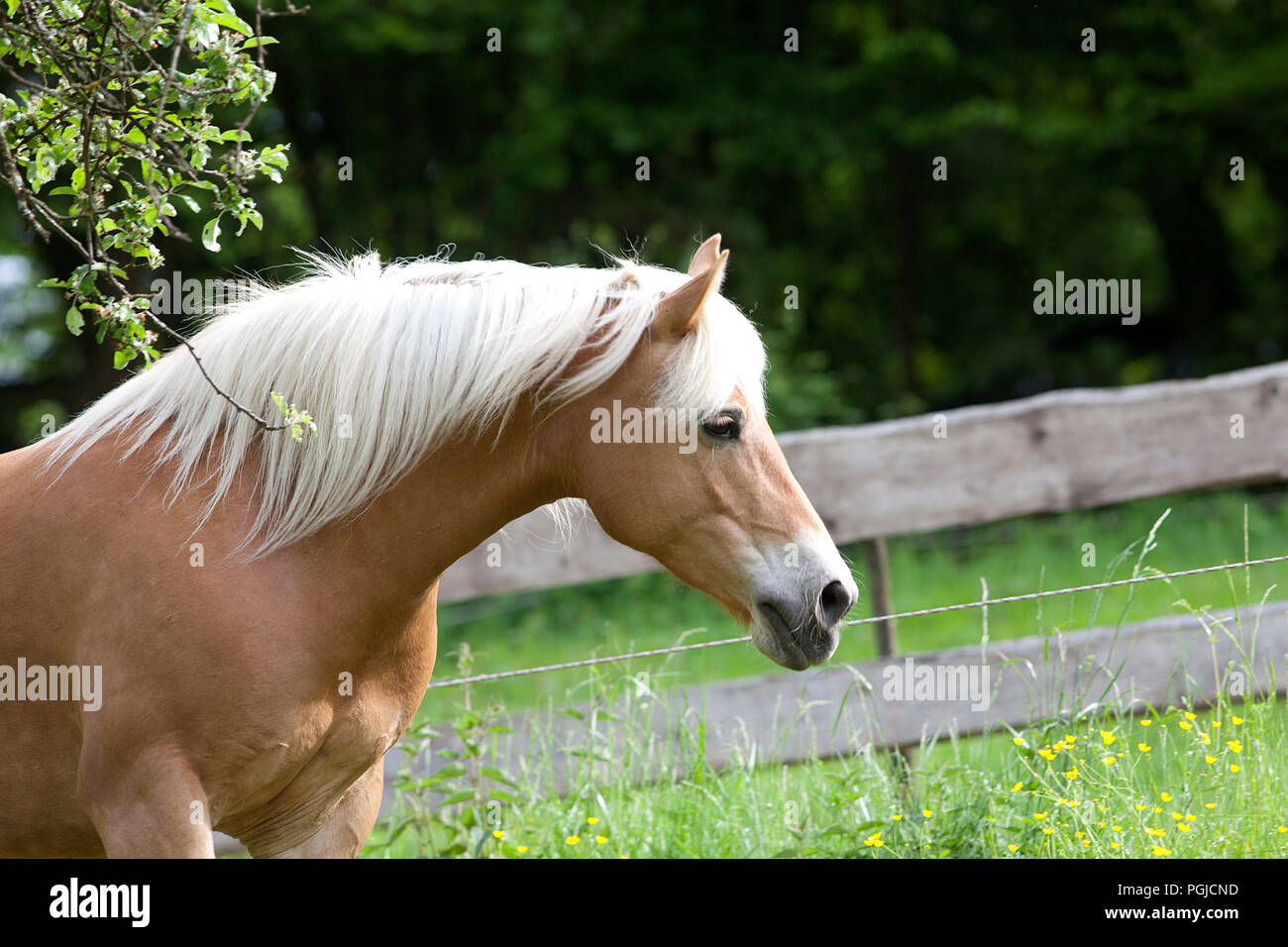 Haflinger pferdeportrait des jugendlichen hengstes -Fotos und ...