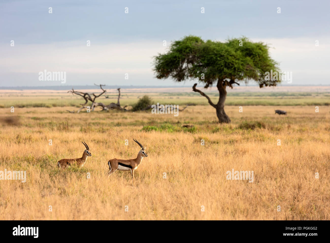 Gejagte gazellen -Fotos und -Bildmaterial in hoher Auflösung – Alamy