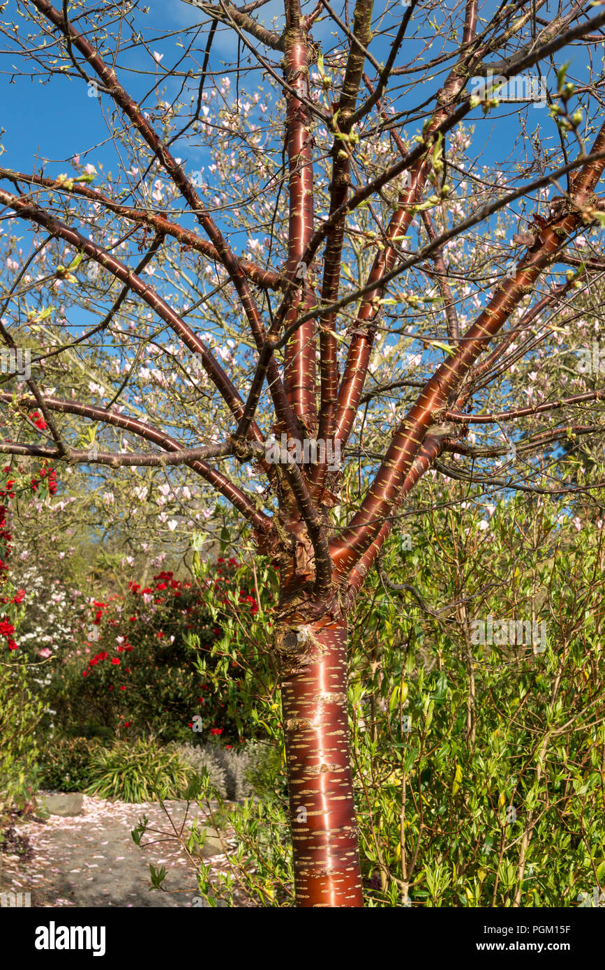 Tibetischer kirschbaum -Fotos und -Bildmaterial in hoher Auflösung – Alamy