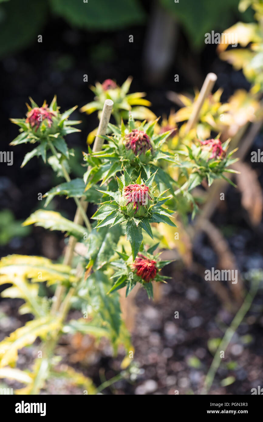 Gelber saflor -Fotos und -Bildmaterial in hoher Auflösung – Alamy