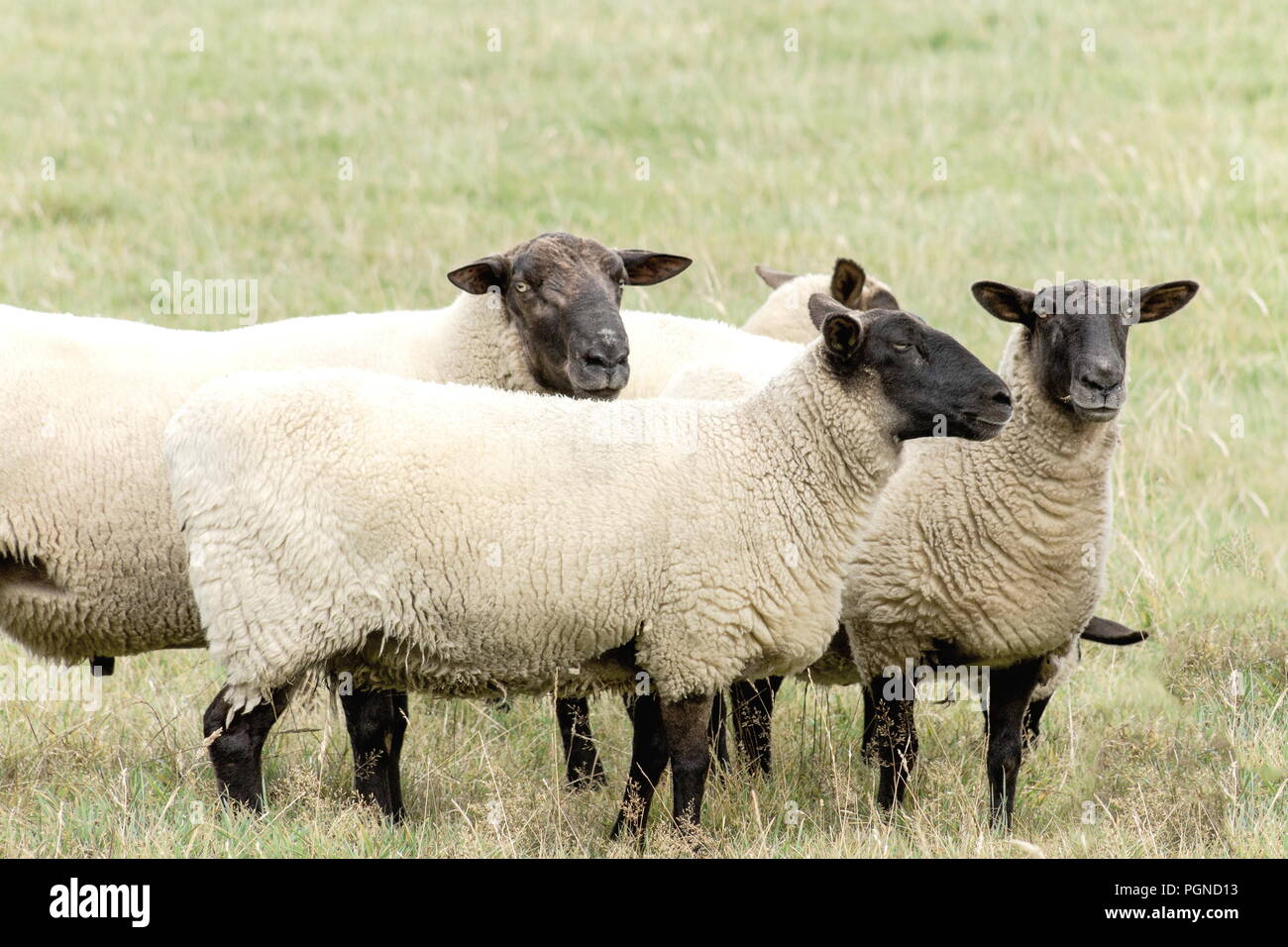 Suffolk Sheep Breed Stockfotos und -bilder Kaufen - Alamy