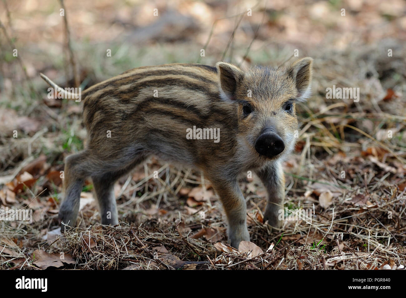 Feral Hog (sus Scrofa) Stockfotos und -bilder Kaufen - Alamy