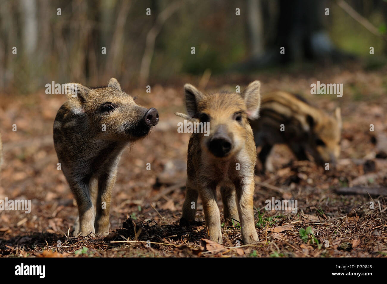 Wildschwein Frischlinge im Wald, Frühling, Deutschland, (Sus scrofa ...