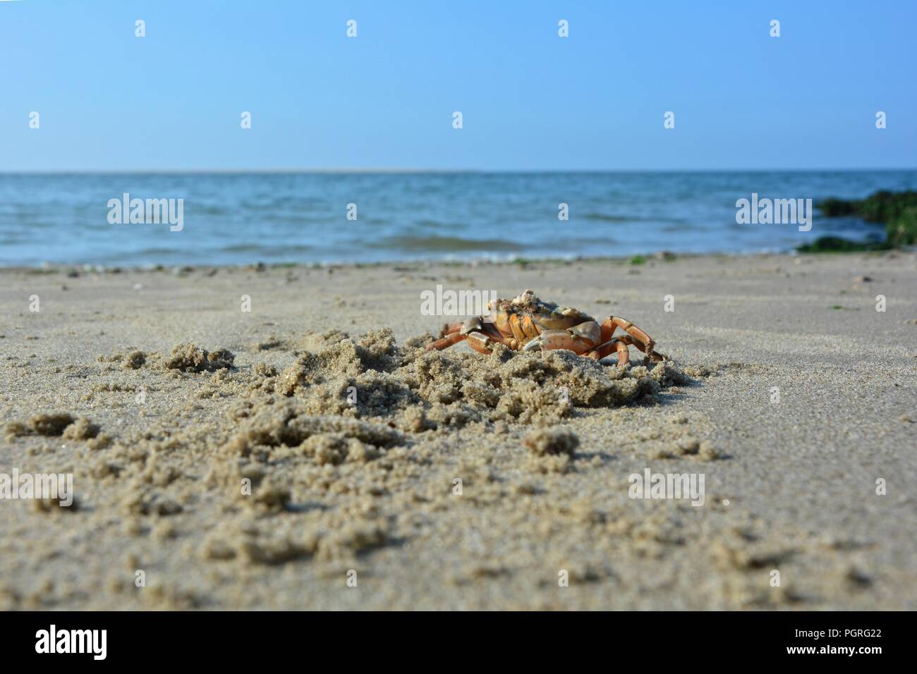 Muscheln am nordseestrand -Fotos und -Bildmaterial in hoher Auflösung ...