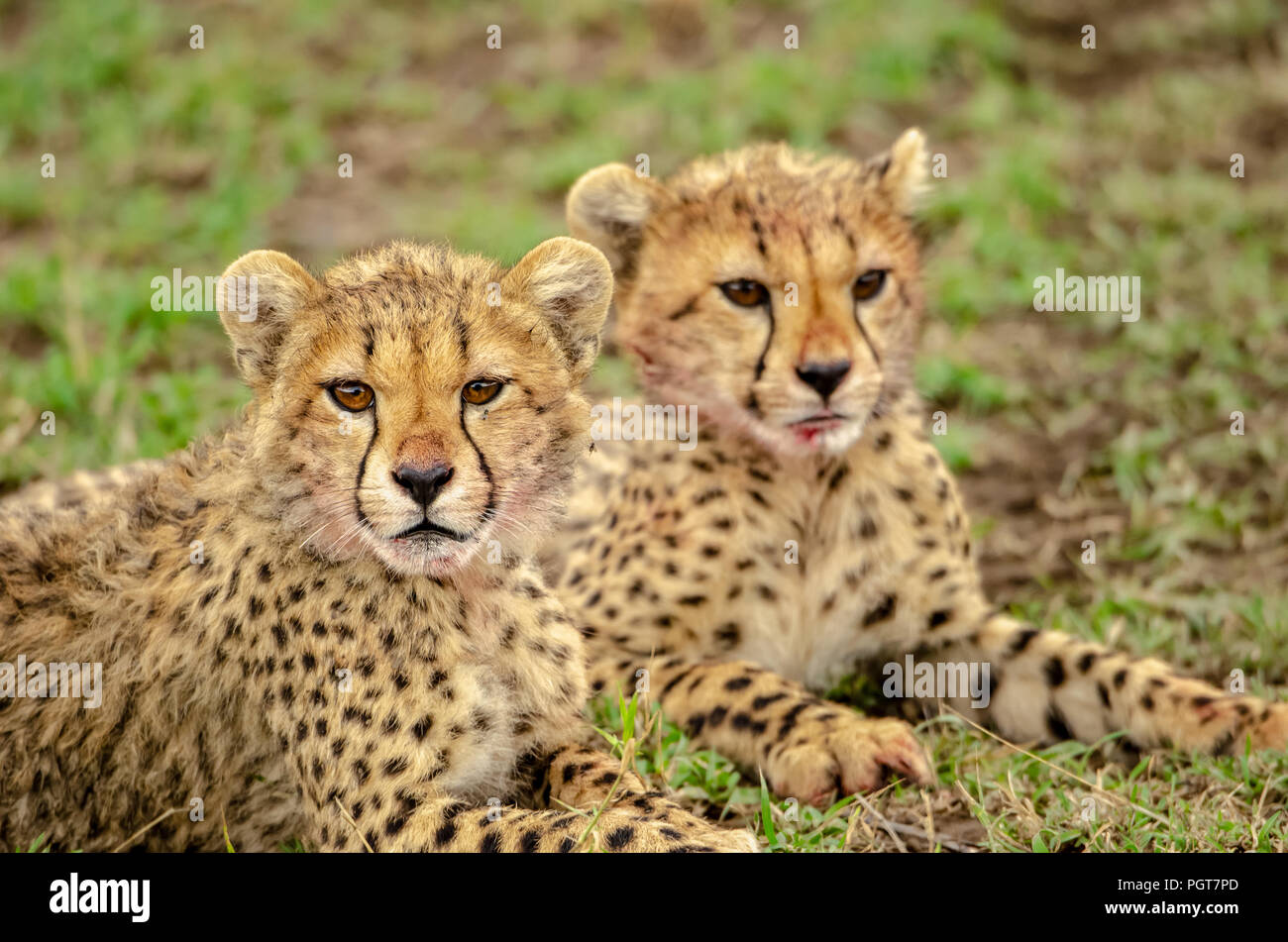Wilderei gepard -Fotos und -Bildmaterial in hoher Auflösung – Alamy