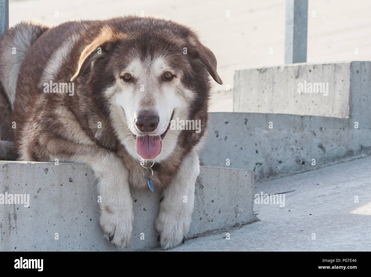 Husky mit braunen augen -Fotos und -Bildmaterial in hoher Auflösung – Alamy