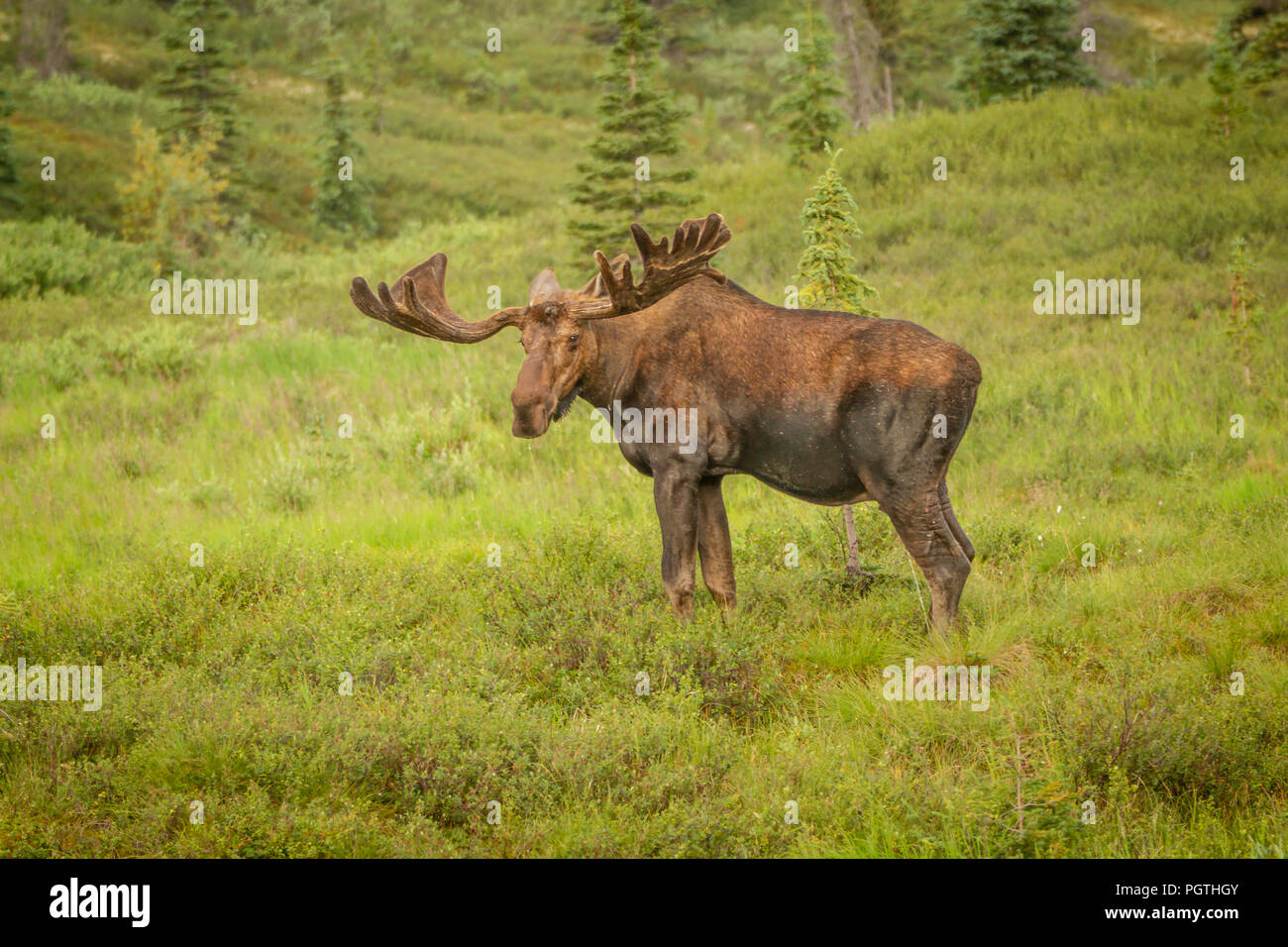 Elch mit geweih -Fotos und -Bildmaterial in hoher Auflösung – Alamy