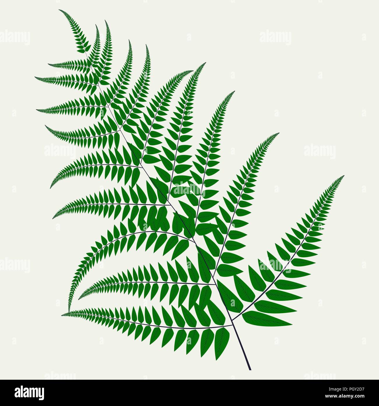 Farn silhouette Stock-Vektorgrafiken kaufen - Alamy