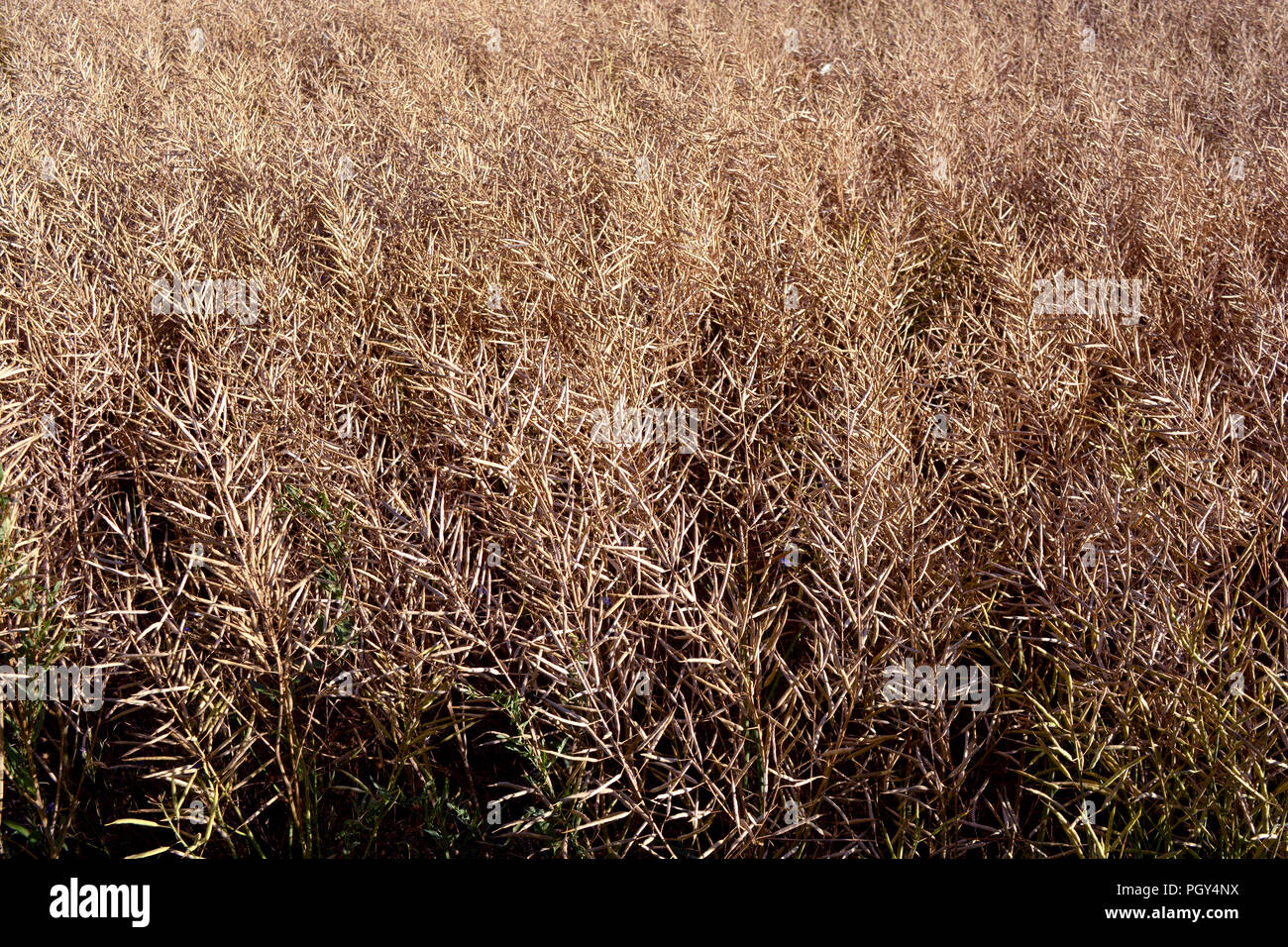 Reifes rapsfeld -Fotos und -Bildmaterial in hoher Auflösung – Alamy