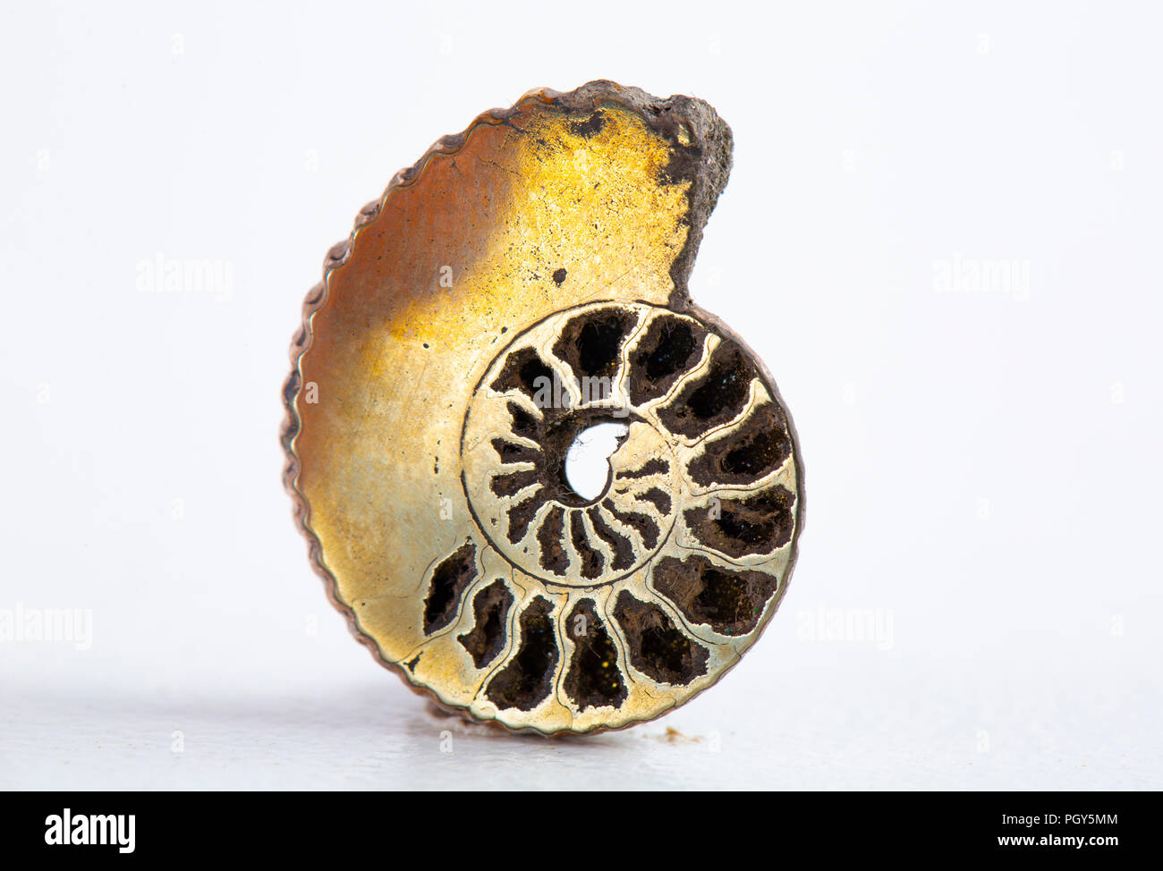 Ordovician Fossil Stockfotos und -bilder Kaufen - Seite 2 - Alamy