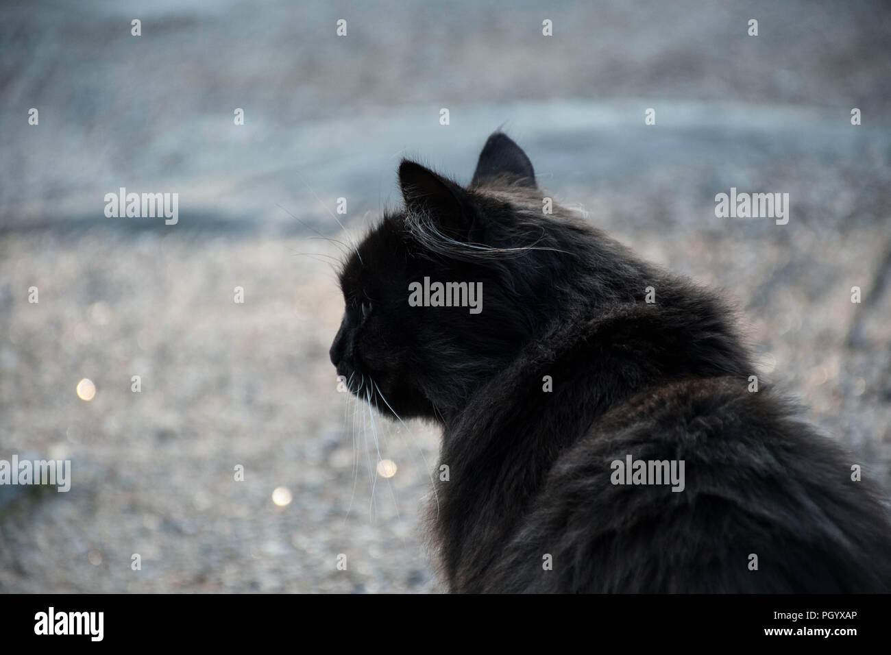 Profil einer katze -Fotos und -Bildmaterial in hoher Auflösung – Alamy
