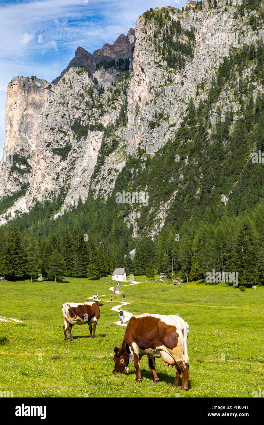 Cows alp -Fotos und -Bildmaterial in hoher Auflösung – Alamy