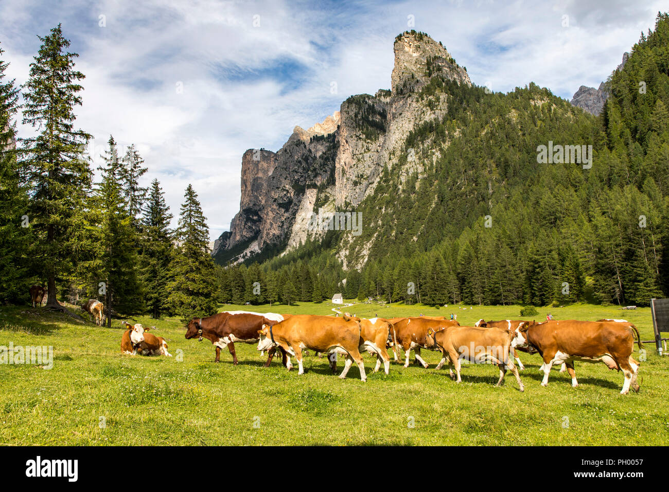 Cows alp -Fotos und -Bildmaterial in hoher Auflösung – Alamy