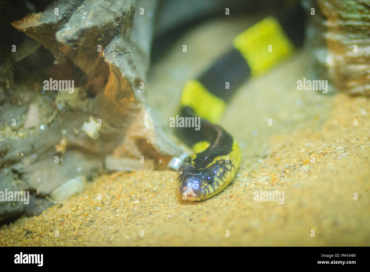 Schlangen indischer subkontinent -Fotos und -Bildmaterial in hoher ...