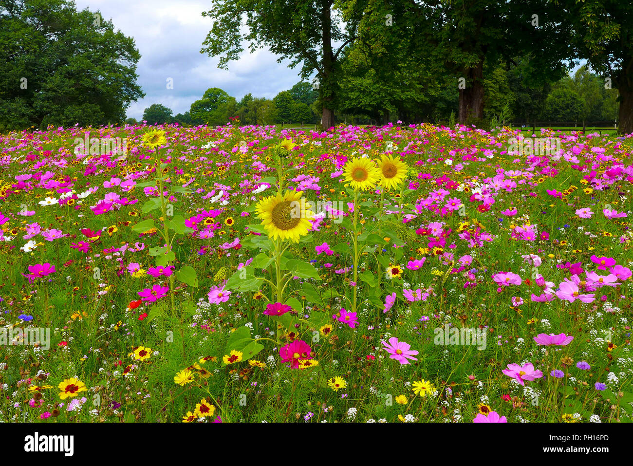 Bunte wilde blumenwiese -Fotos und -Bildmaterial in hoher Auflösung – Alamy