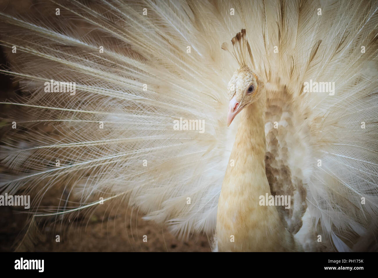 Schöne weiße Pfauen mit Federn aus. Weißer Pfau mit gespreizten Federn ...