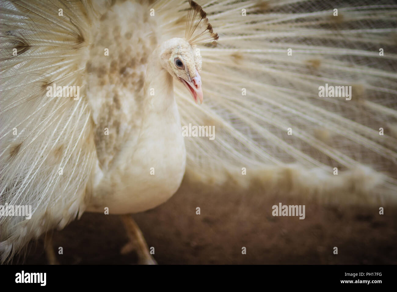 Schöne weiße Pfauen mit Federn aus. Weißer Pfau mit gespreizten Federn ...